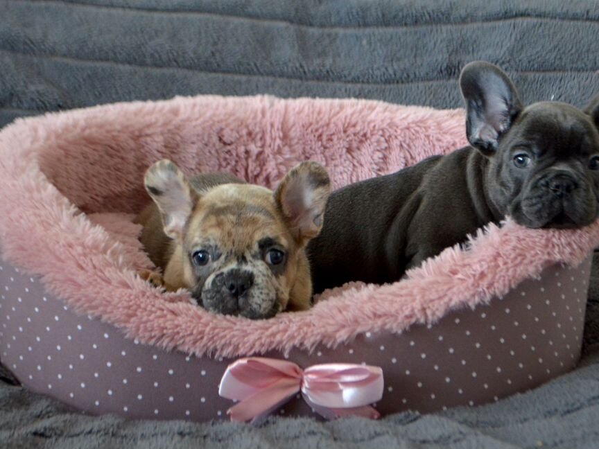 Французские мини бульдожки