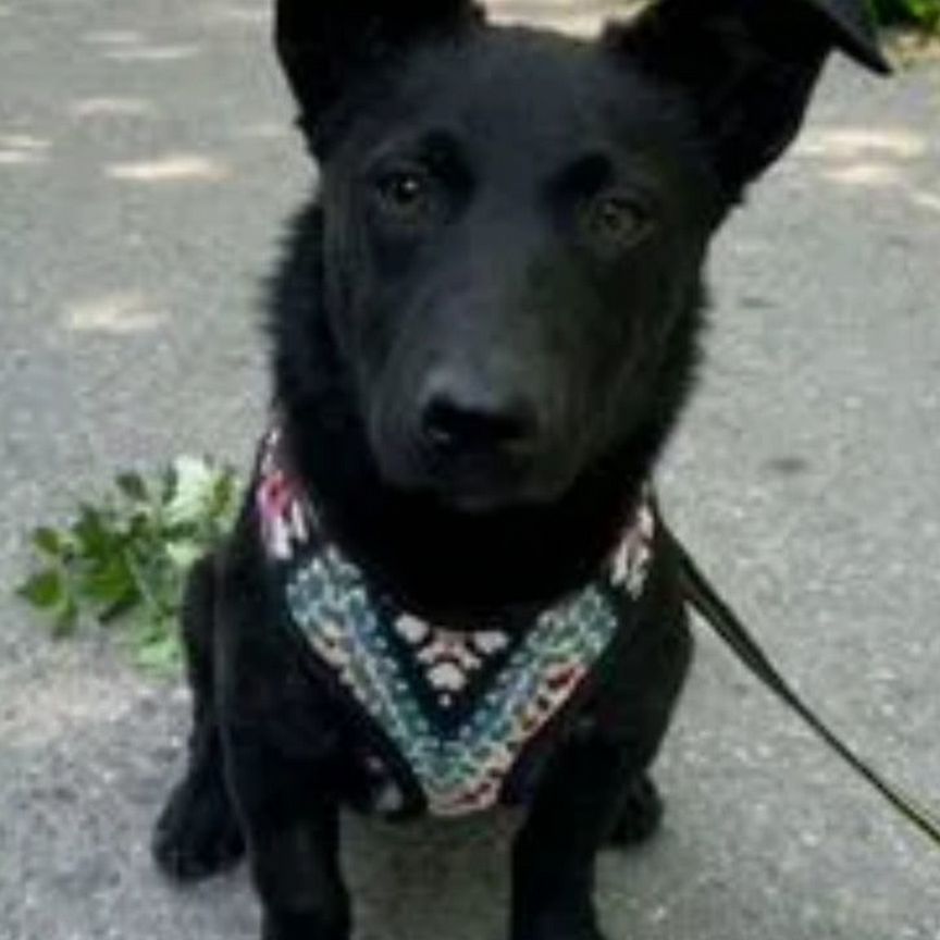 Собачка коротколапик