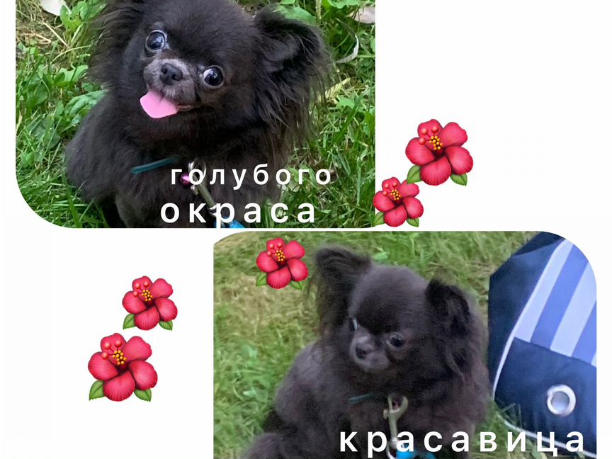 Выбор, выращенных, воспитанных детей