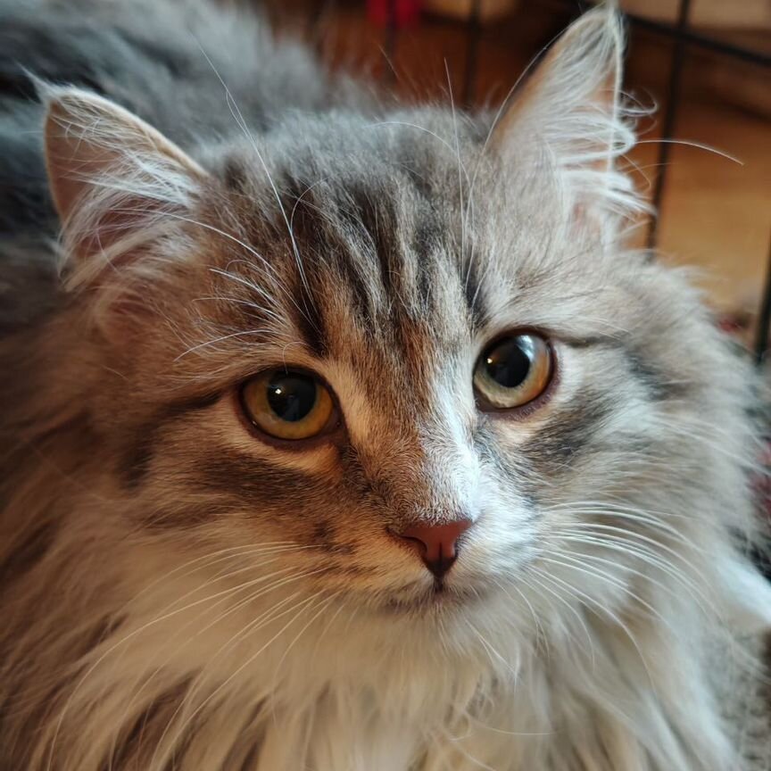 Котенок Пух в добрые руки
