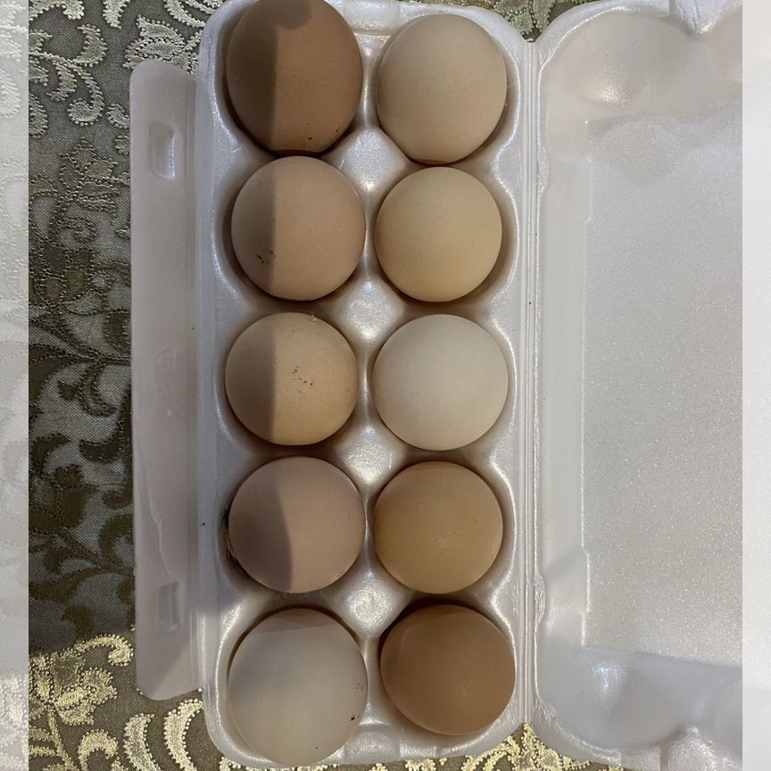 Инкубационное яйцо породистых кур