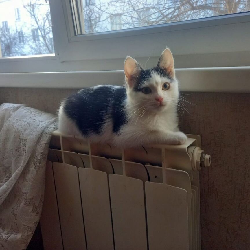 Отдам котенка в добрые руки
