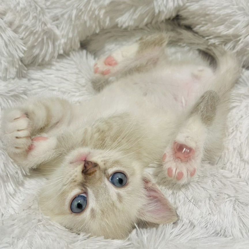 Тайский котёнок