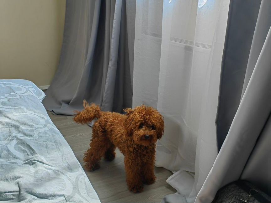 Той пудель вязка РКФ, Москва ВДНХ