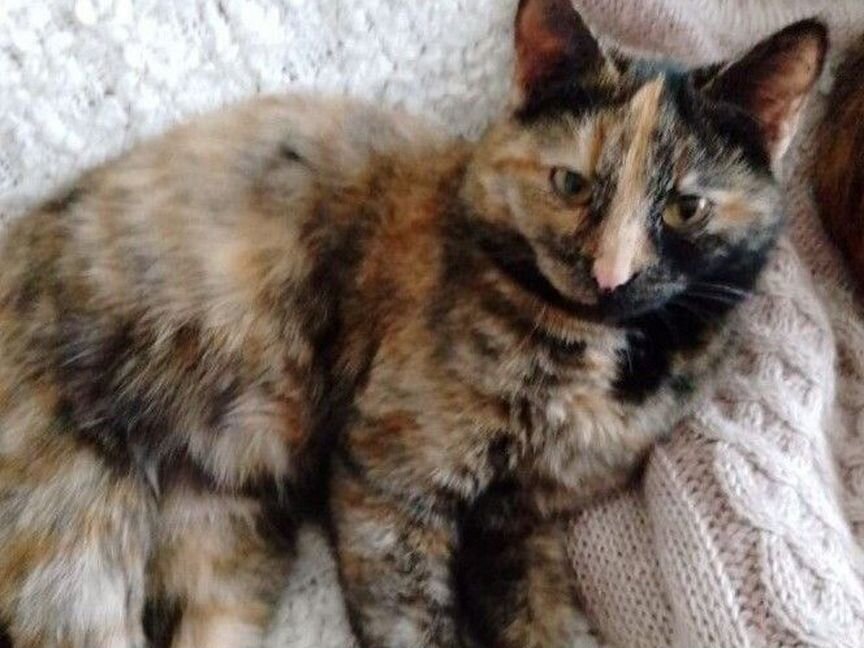 Счастье в добрые руки