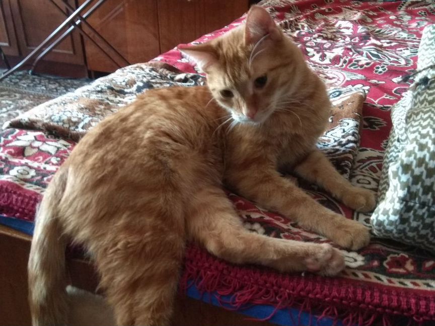 Кастрированные котики