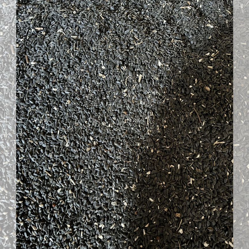 Семена подсолнечника. Семечки