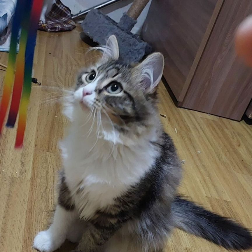 Котик в добрые руки