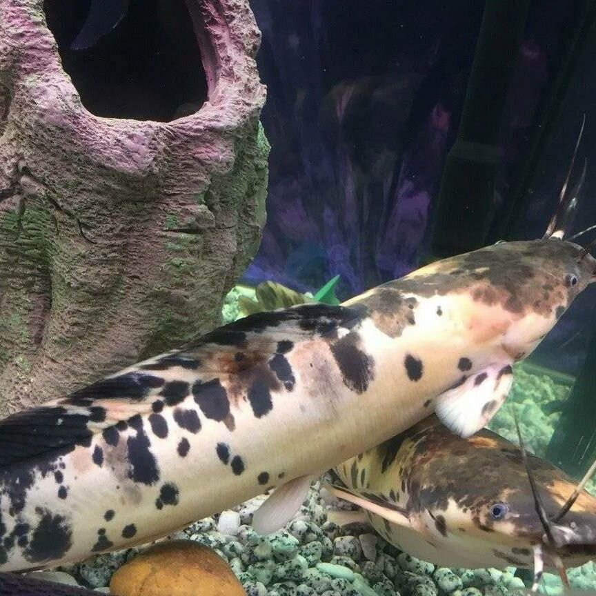 Сомы мешкожаберный и плариус