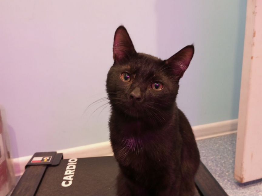 Найден черный кот