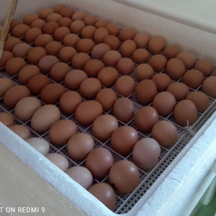 Инкубационное яйцо породных кур доминанты