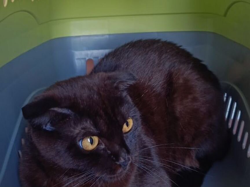 Британская/бенгальская вислоухая кошка