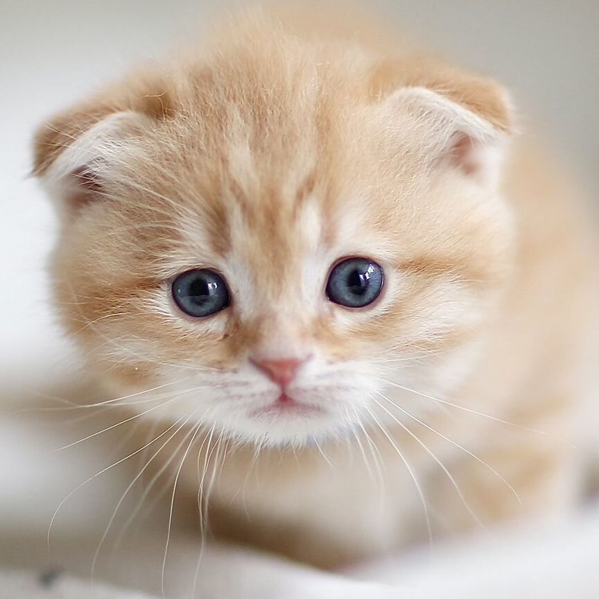 Шотландский вислоухий короткошёрстный котёнок