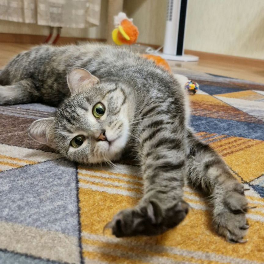 Британская короткошёрстная, взрослая кошка