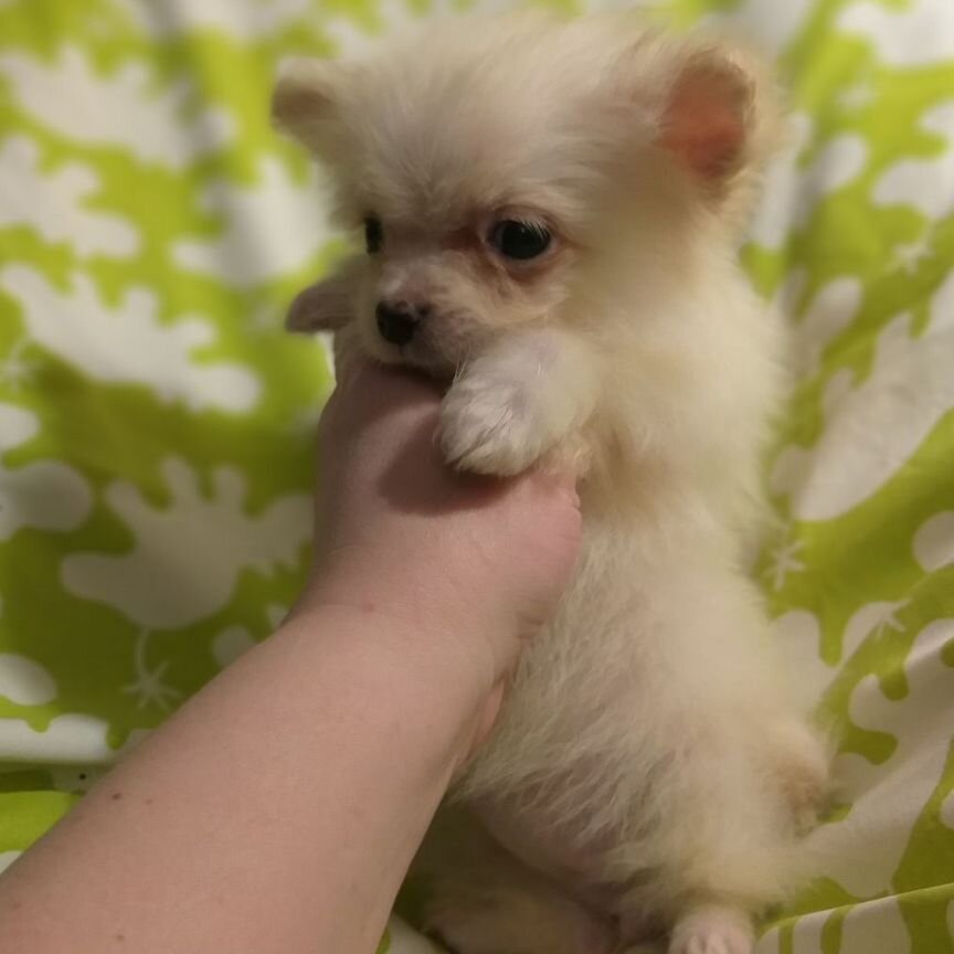 Чихуахуа мини