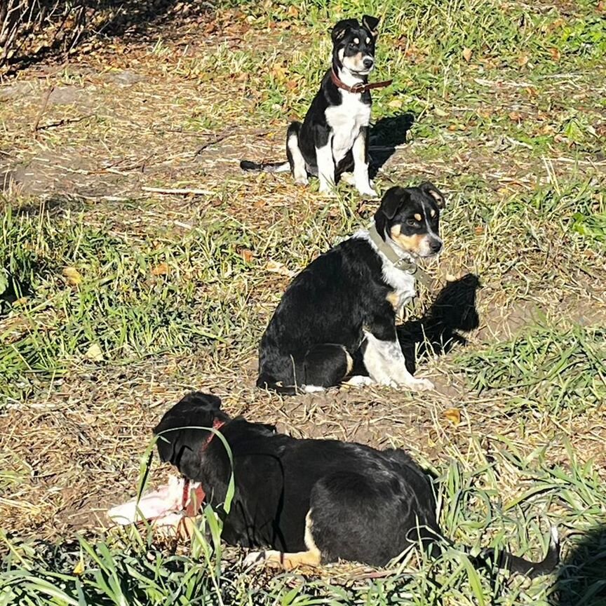 В добрые руки щенки, девочки, стерильные