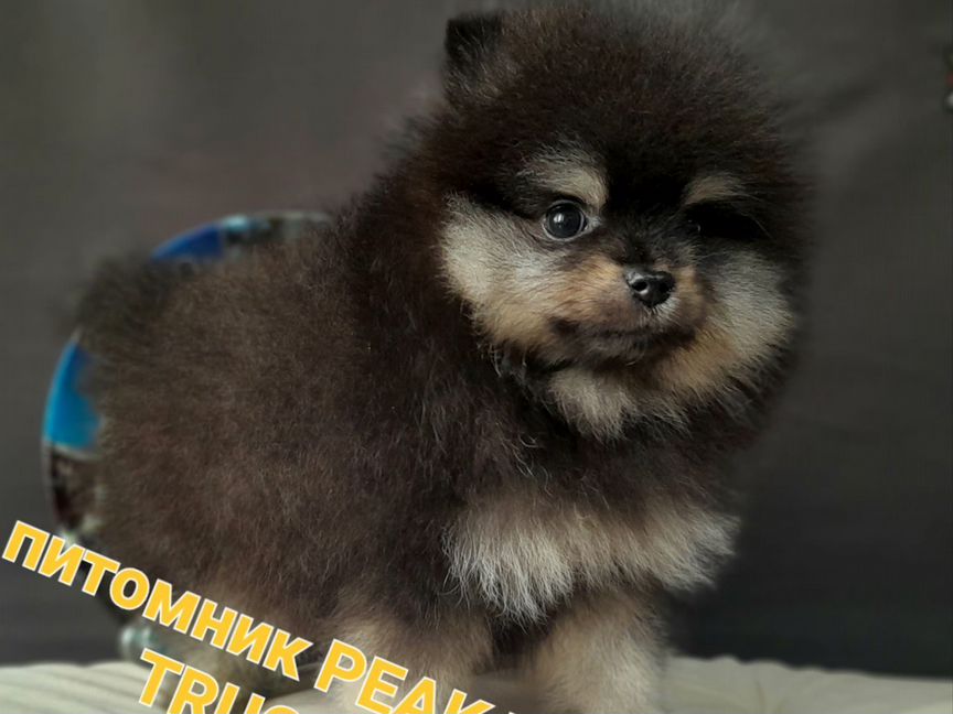 Мини померанский шпиц мишка