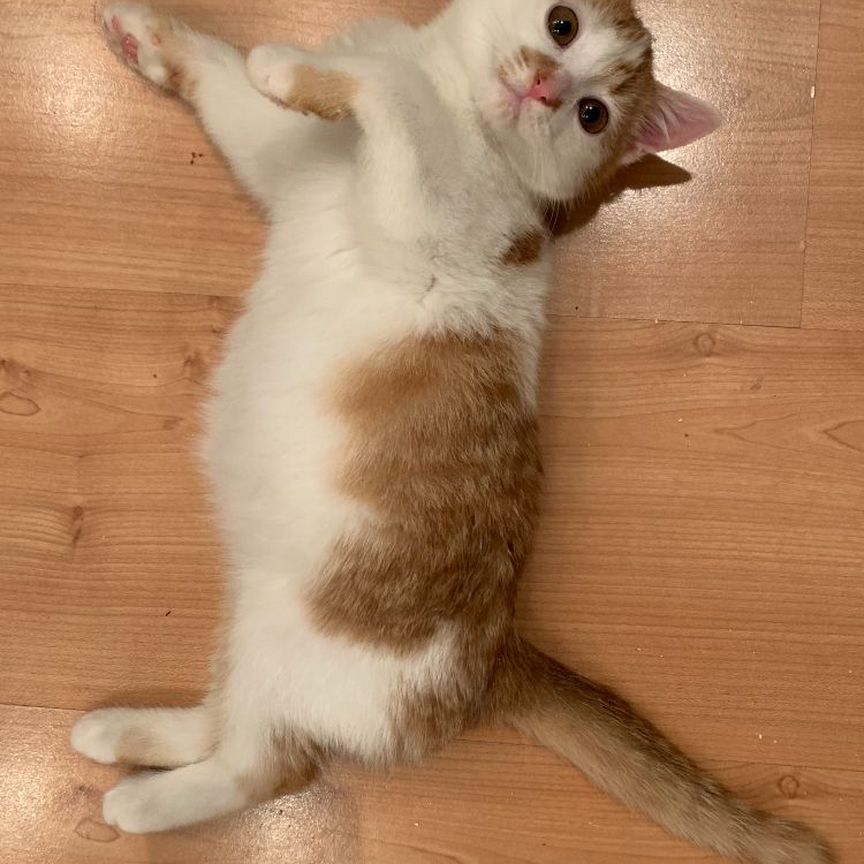 Котенок