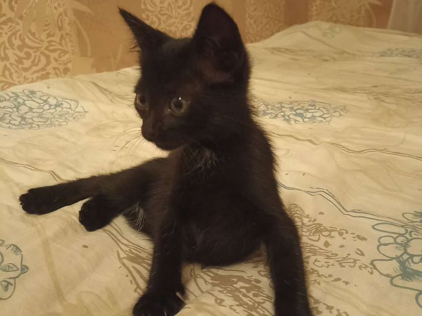 Котик Чуня ищет дом