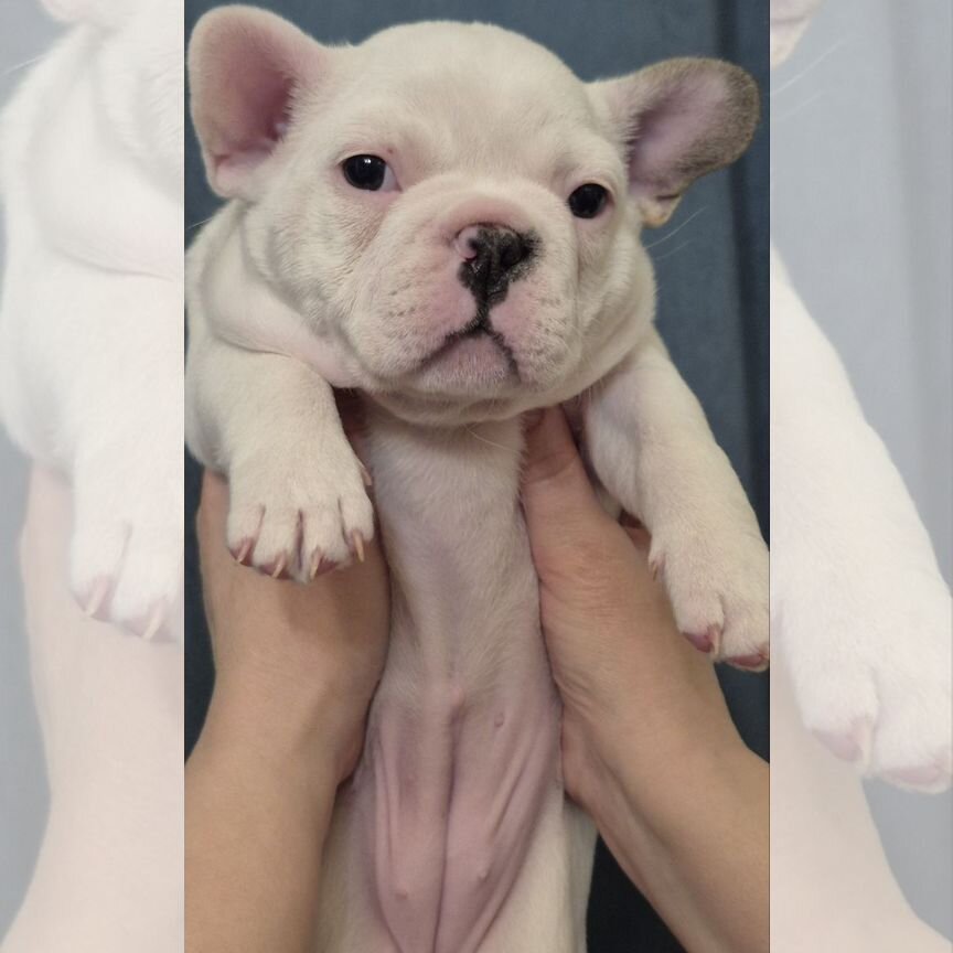 Французский бульдог, щенок