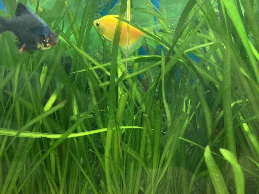 Акваримные растения