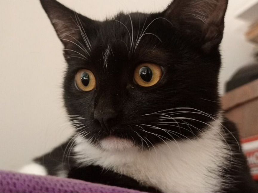 Котëнок в добрые руки