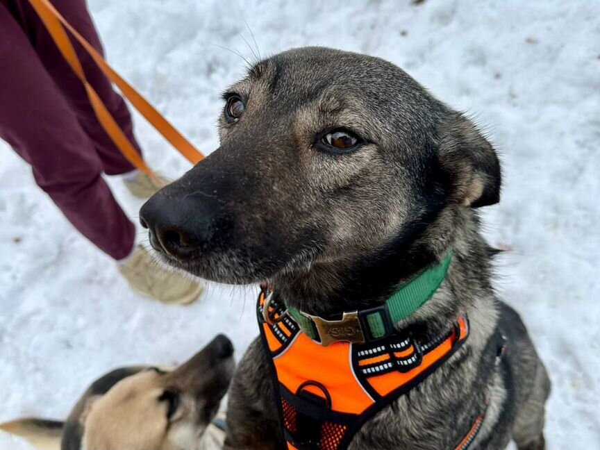 Ласковая Гренка тоскует в приюте