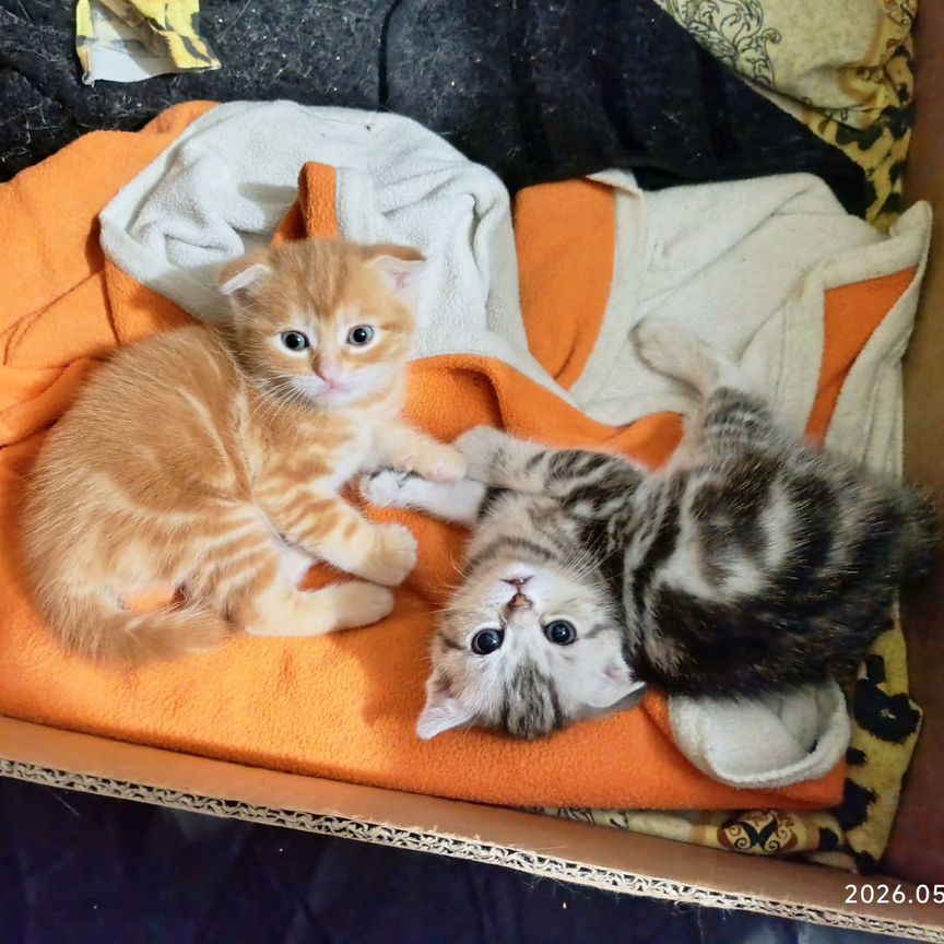 Шотландский вислоухий короткошёрстный котёнок