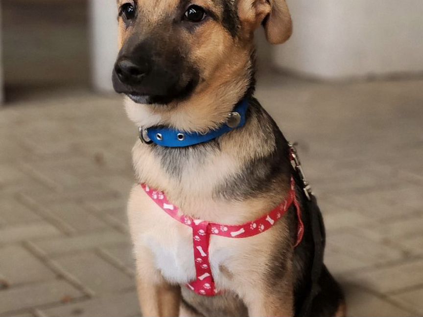 Щенок бесплатно