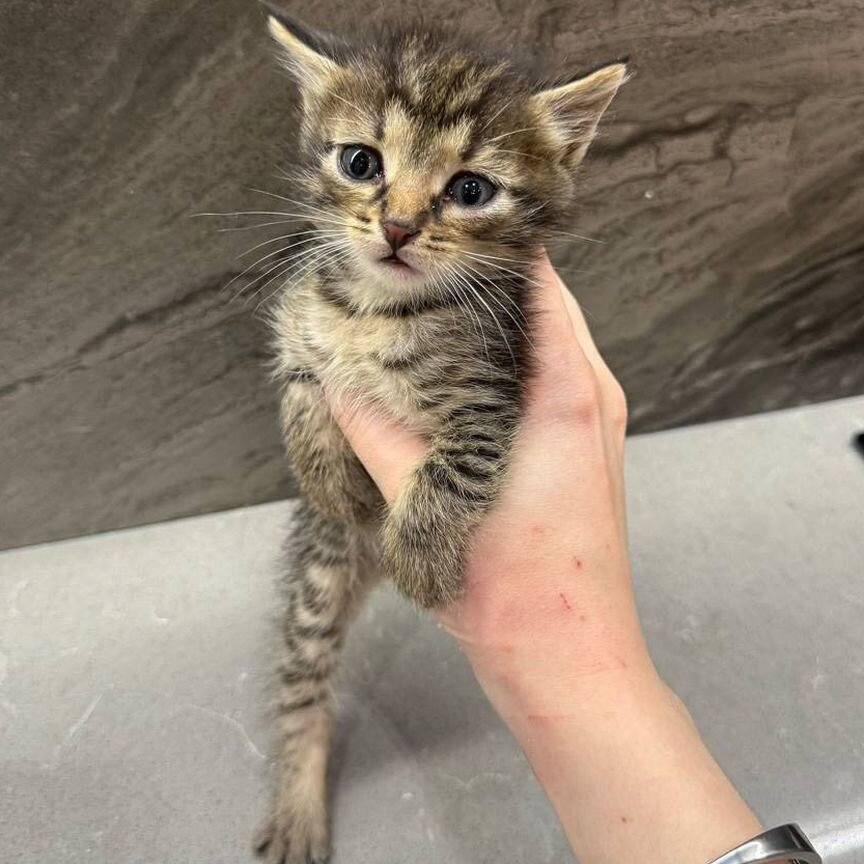 Котёнок в добрые руки