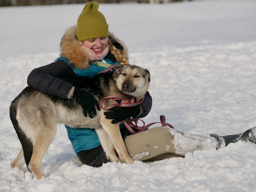 Собака из приюта в добрые руки