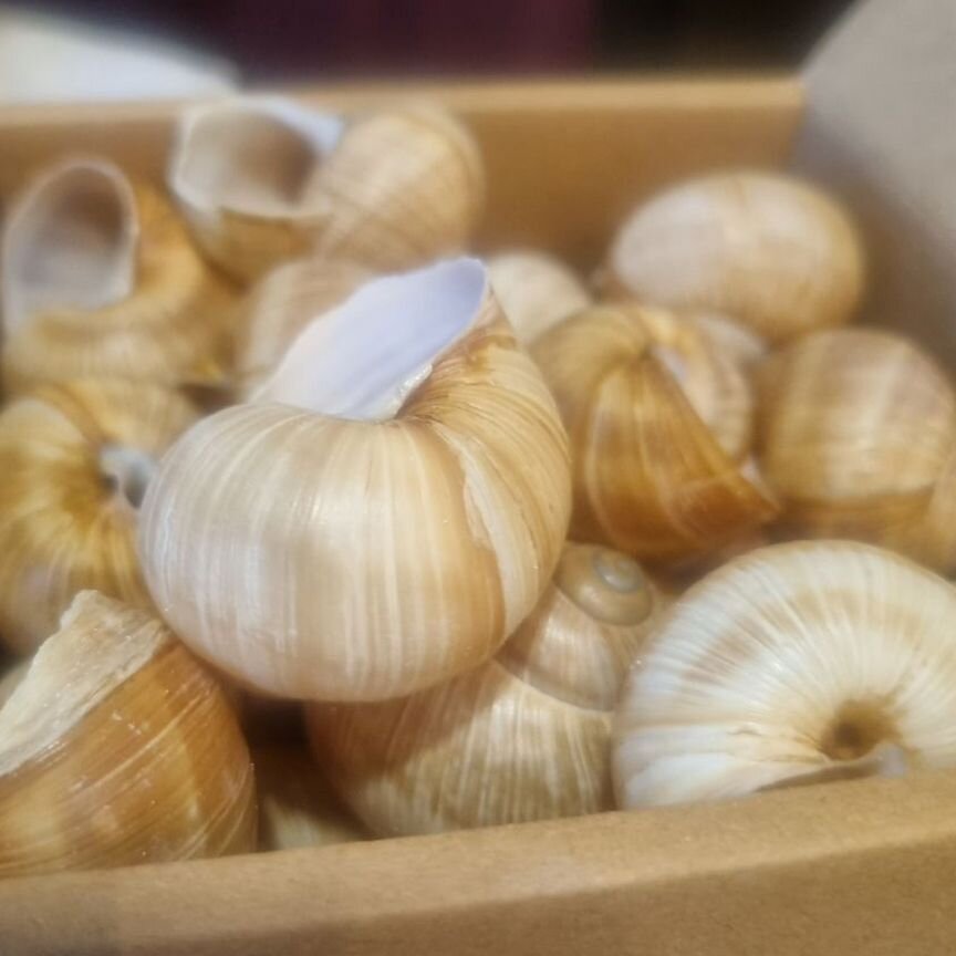 Ракушки от улиток