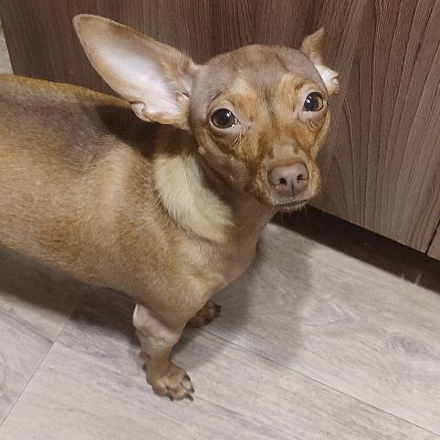 Русский той-терьер, щенок