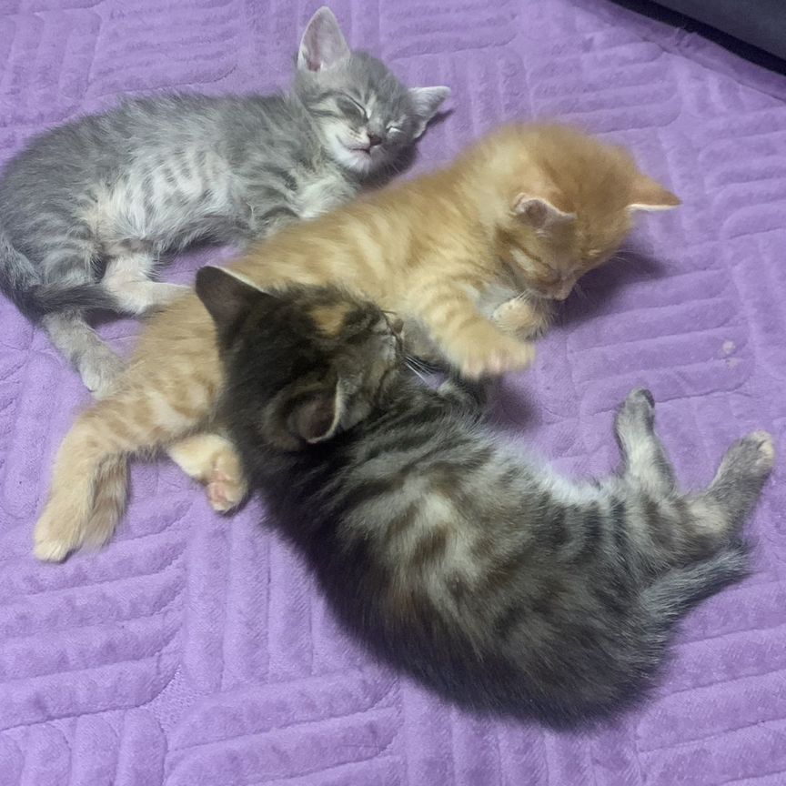 Котёнок в добрые руки