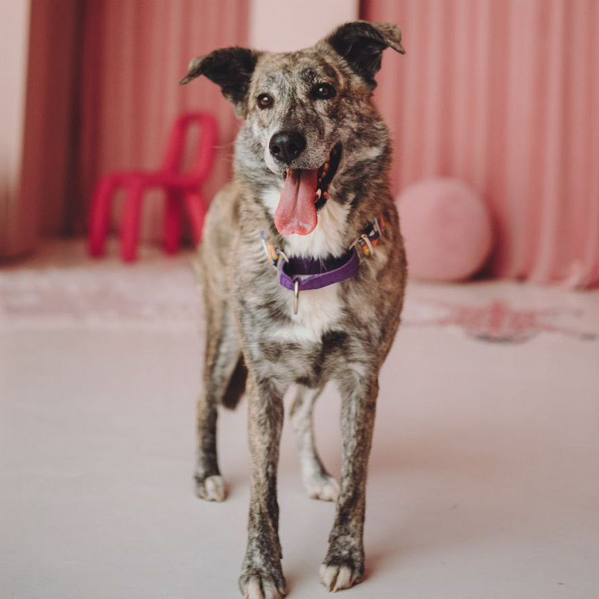 Взрослая собака в добрые руки