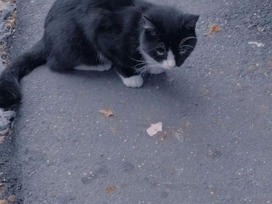 Очаровательная кошка