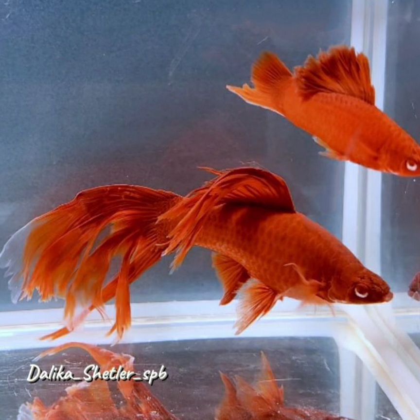 Меченосцы взрослая пара