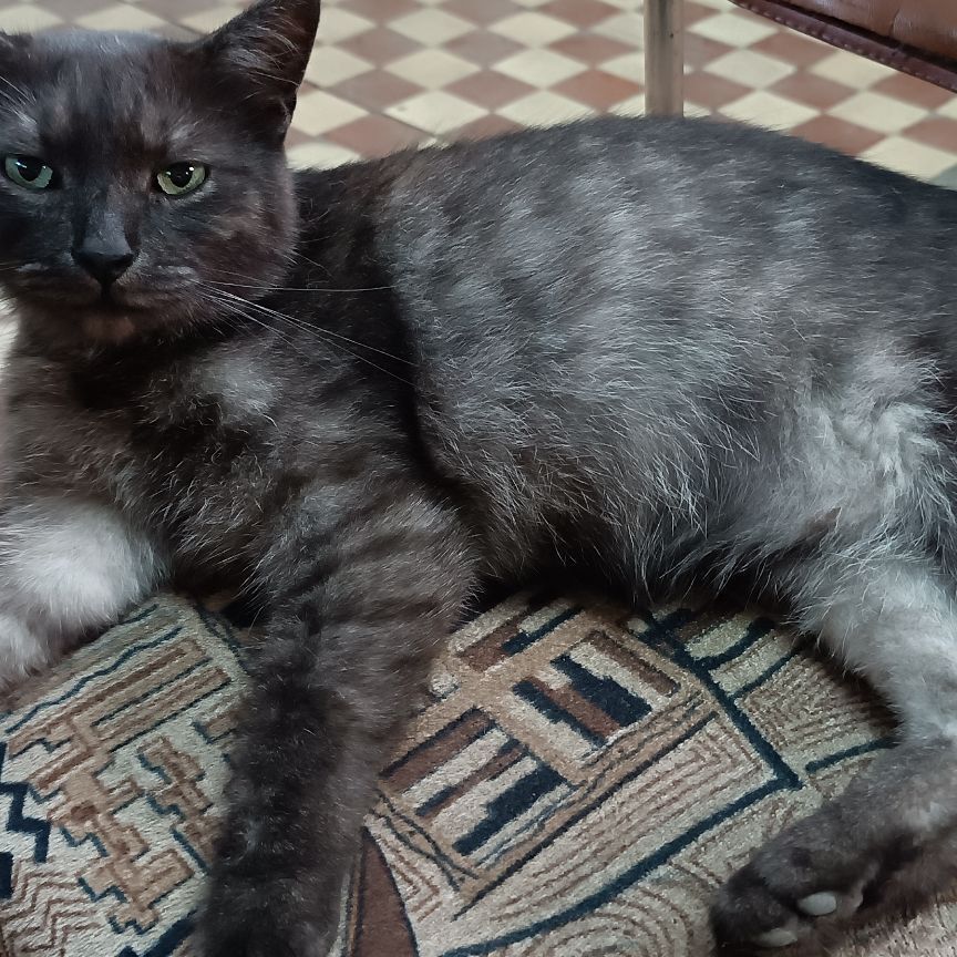 Котик