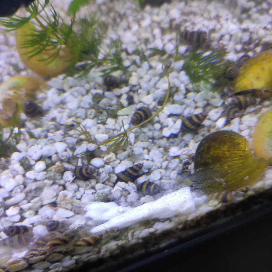 Улитка хелена, большие, маленькие