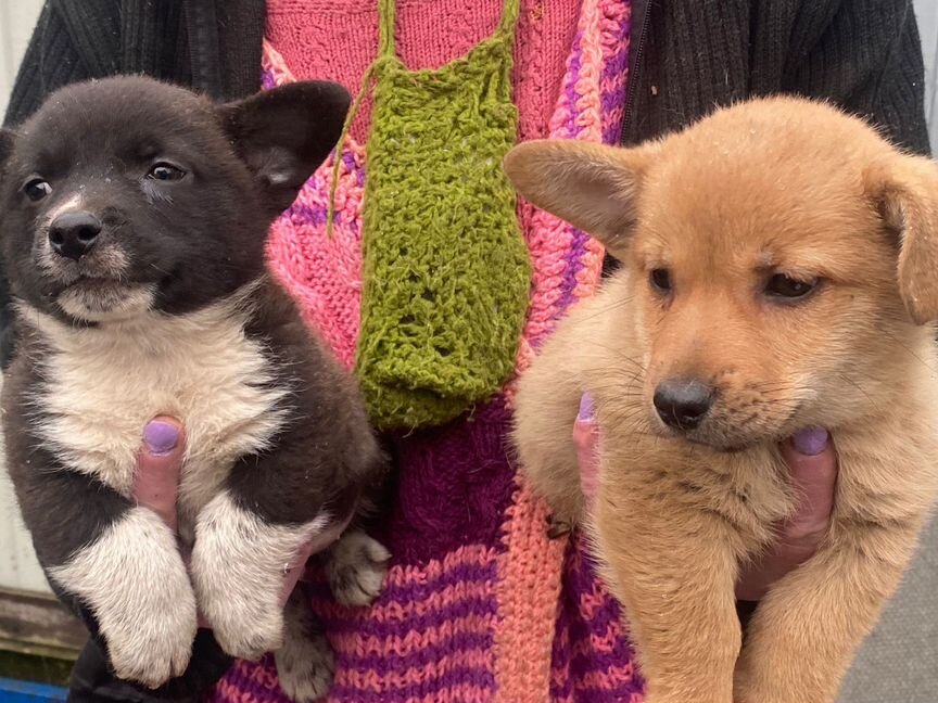 Щенки вельш-корги пемброк