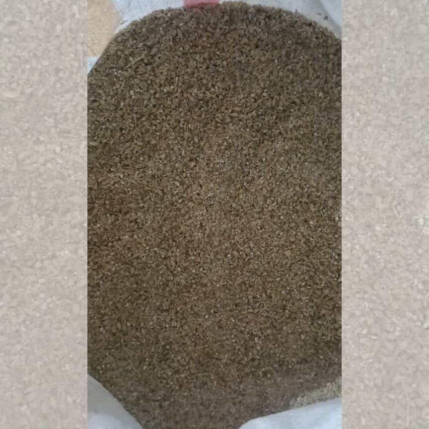 Зерно ячмень