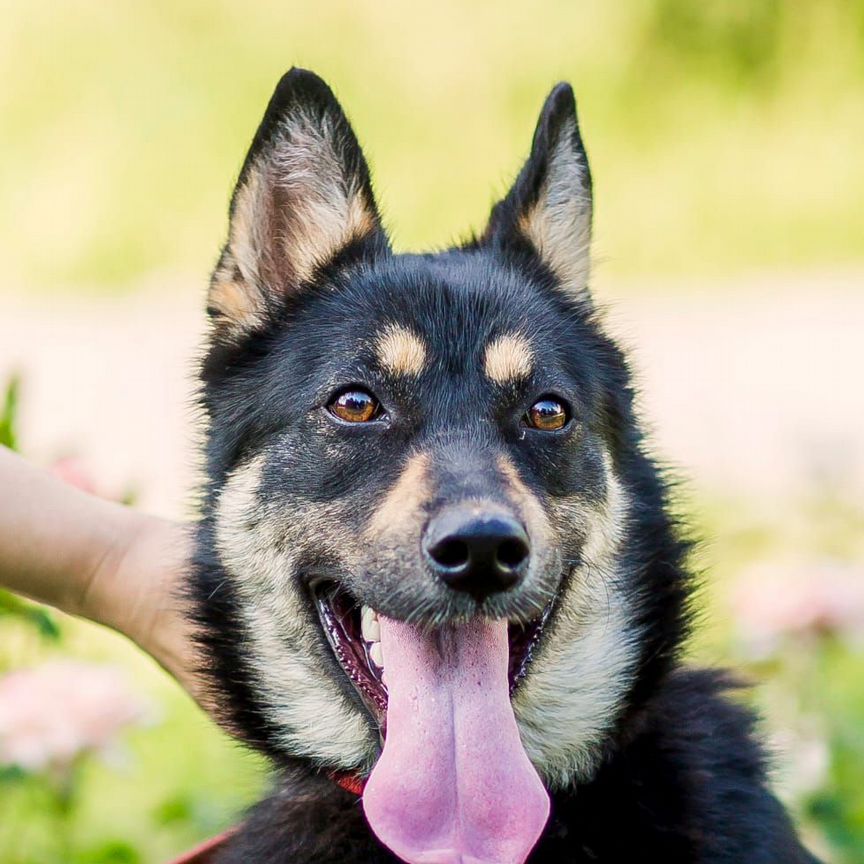 Ляля ищет.дом