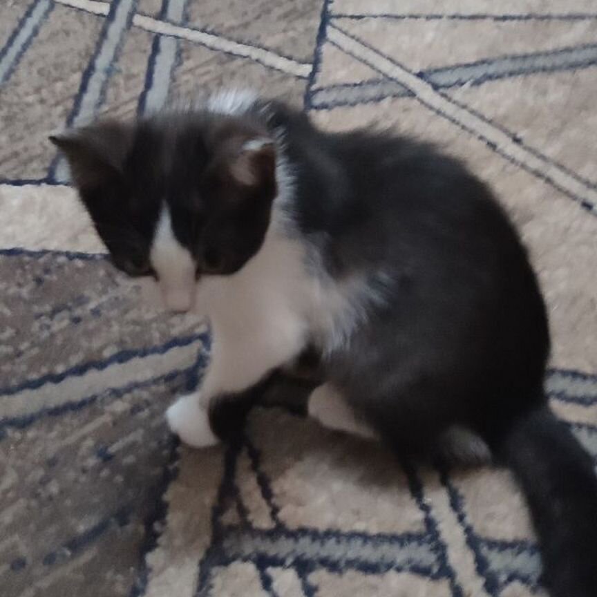 Кошки в добрые руки бесплатно