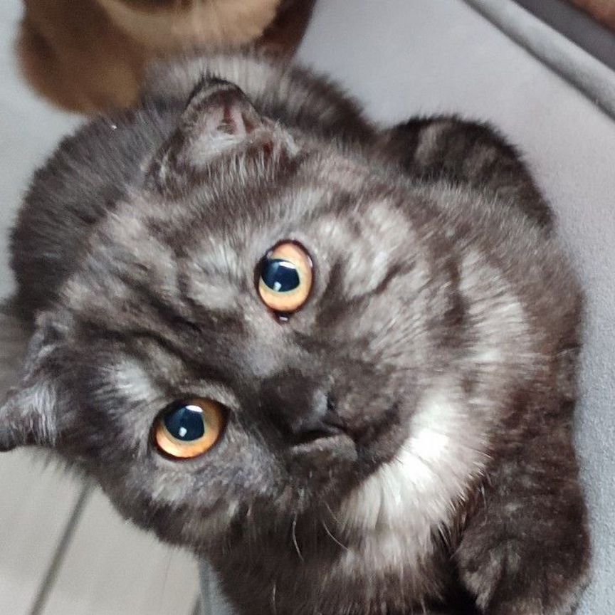 Котёнок вислоухий