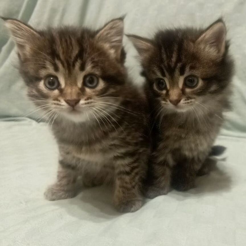 Одам котят в хорошие руки