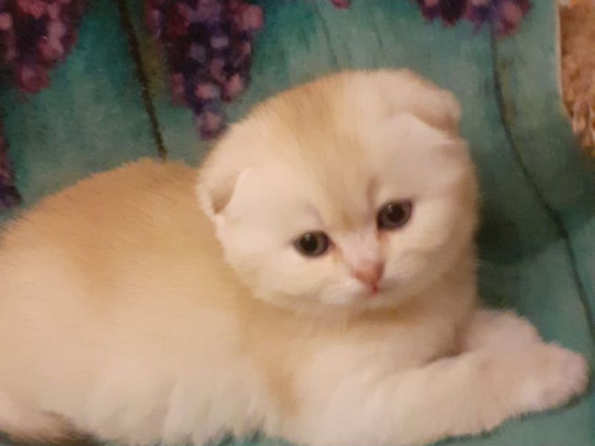 Шотландские котятки