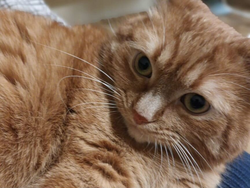 Кот Сеня 1,5 года ищет дом