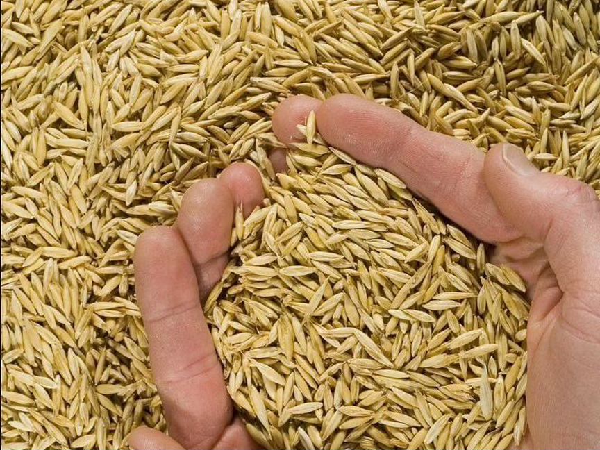 Фуражный горох, Семечко корма