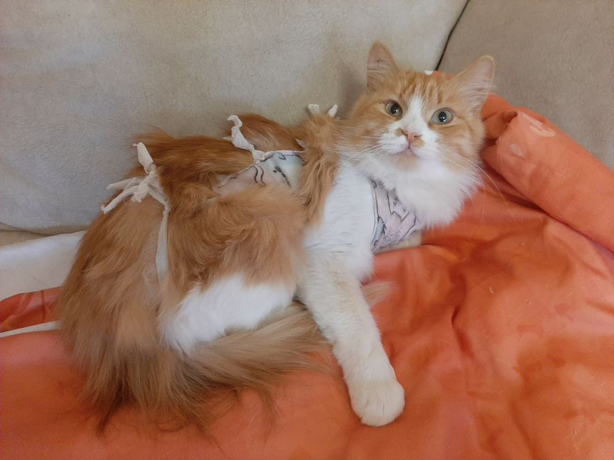 Чудесная кошка в добрые руки