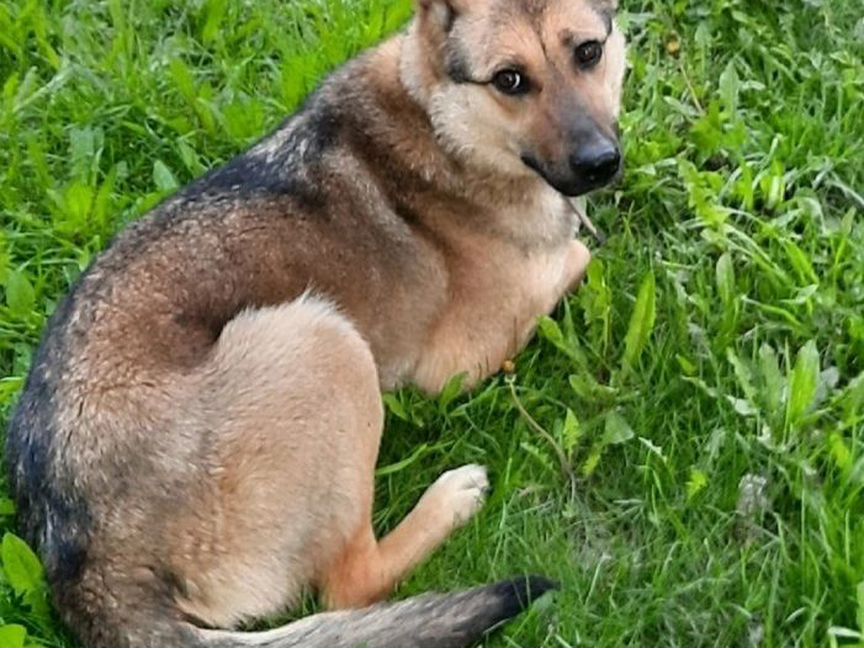 Собака в добрые руки